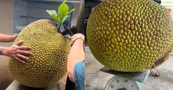 Chủ nhân quả mít 54,5kg ở Hải Dương phá kỷ lục thế giới: Nhiều người ...