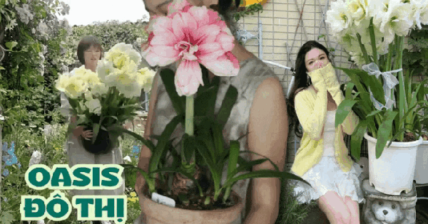 Nhiều người đang đua nhau trồng lan huệ tây mùa này: Hoa nở đẹp, rước lộc vào nhà, chị em mê tít ...