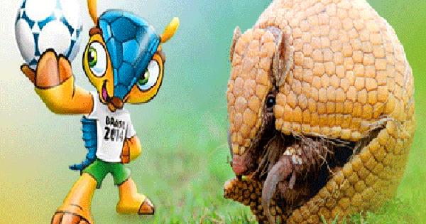 LINH VẬT World Cup 2014, ý nghĩa biểu tượng Tatu Fuleco World Cup 2014
