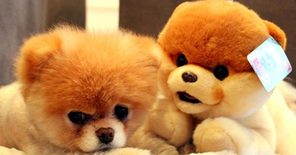 Gặp Boo - Chú cún siêu "cute" làm điên đảo Facebook