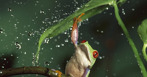 Ếch che mưa