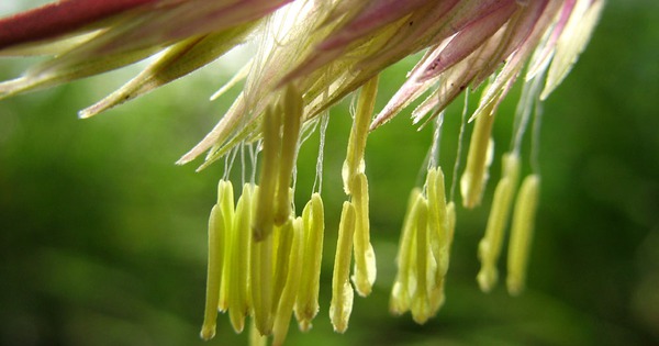 Khám phá hoa tre bí ẩn - loài hoa trăm năm nở một lần