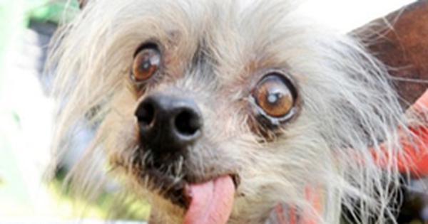 Con chó xấu nhất thế giới qua đời
