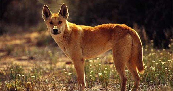 Chó hoang Dingo, dũng mãnh và hoang dại