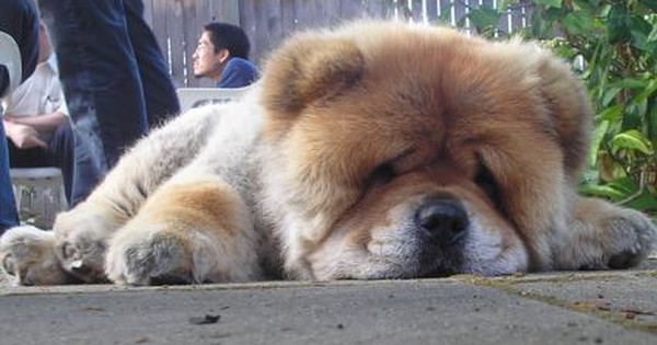 Làm quen với giống chó Chow chow