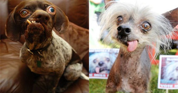Điểm danh 10 chú chó xấu nhất thế giới