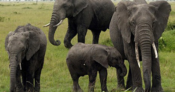 Giải mã ngôn ngữ của loài voi