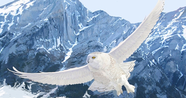 Ngắm nhìn loài cú mèo Bắc Cực tuyệt đẹp