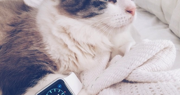 Nhiều chiếc Apple Watch được mua về... cho mèo đeo