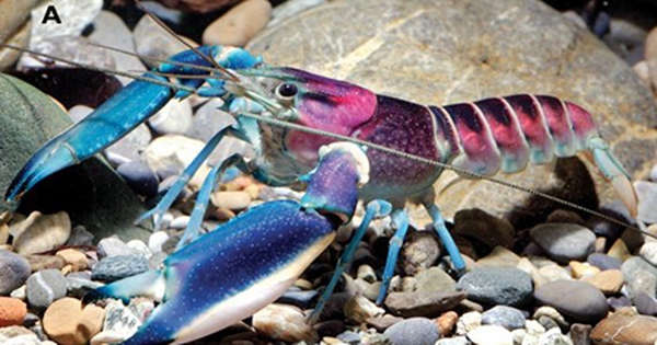 Ngẩn ngơ trước vẻ đẹp huyền ảo của loài tôm đa sắc - TÔM ĐA SẮC Ở ...