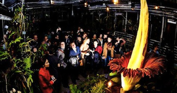 Xem hoa “xác chết” lớn nhất Brazil “khoe sắc”