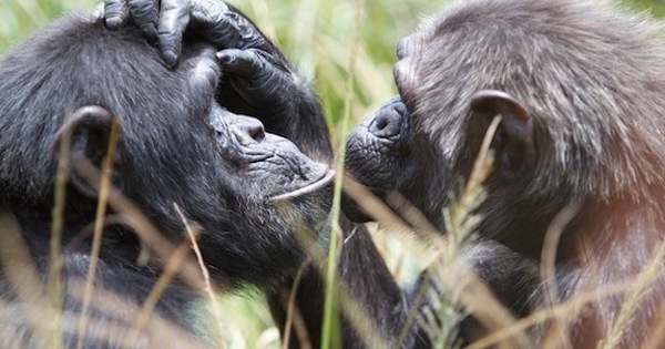 Khám phá mới về cách thức tinh tinh làm "chuyện ấy"
