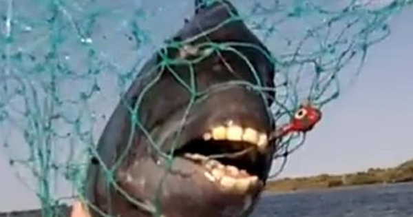 Cá răng người nhìn kinh dị