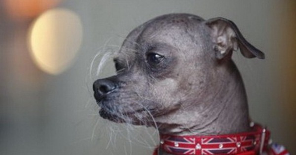 Độc đáo cuộc thi "Chú chó xấu nhất thế giới"