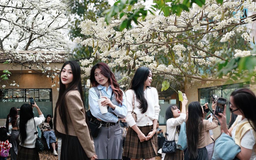 PHÊ LA NGỌC HÀ: tin tức Mới nhất Cận cảnh cây hoa sưa hot nhất Hà Nội khiến người người xếp hàng ...